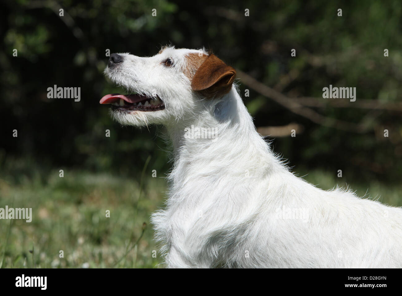 Dog Parson Russell Terrier adult portrait profile Stock Photo - Alamy