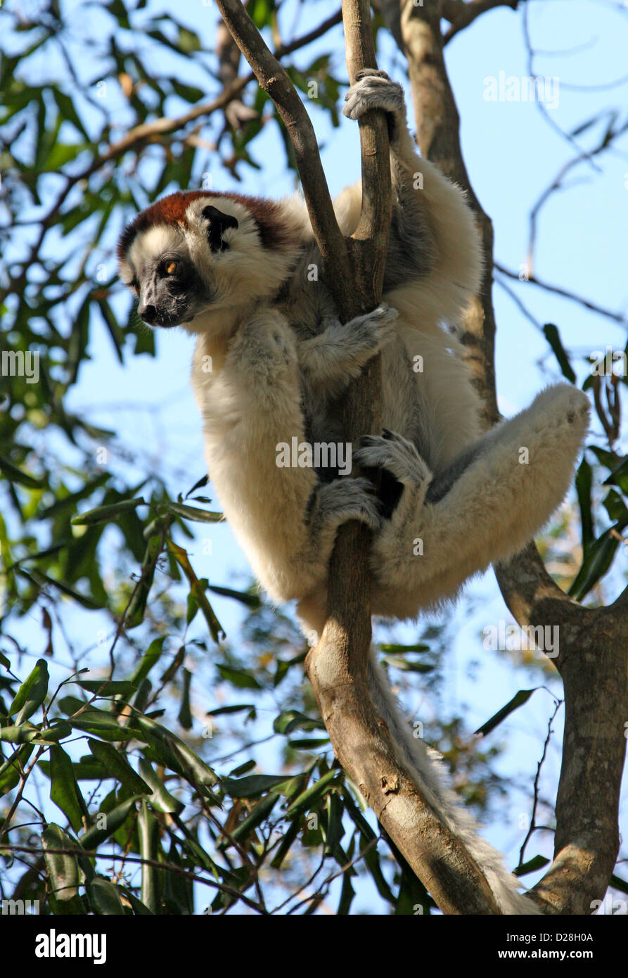 Verreaux's Sifaka, Propithecus verreauxi, Indriidae, Primates. Zombitse ...