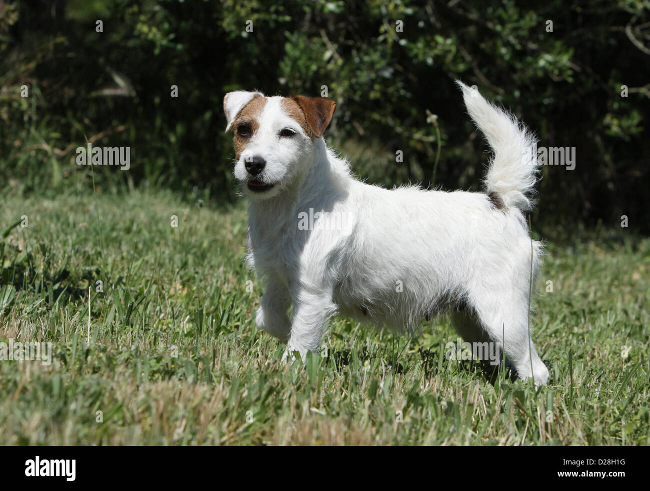 Reverend john russell hi-res stock photography and images - Alamy