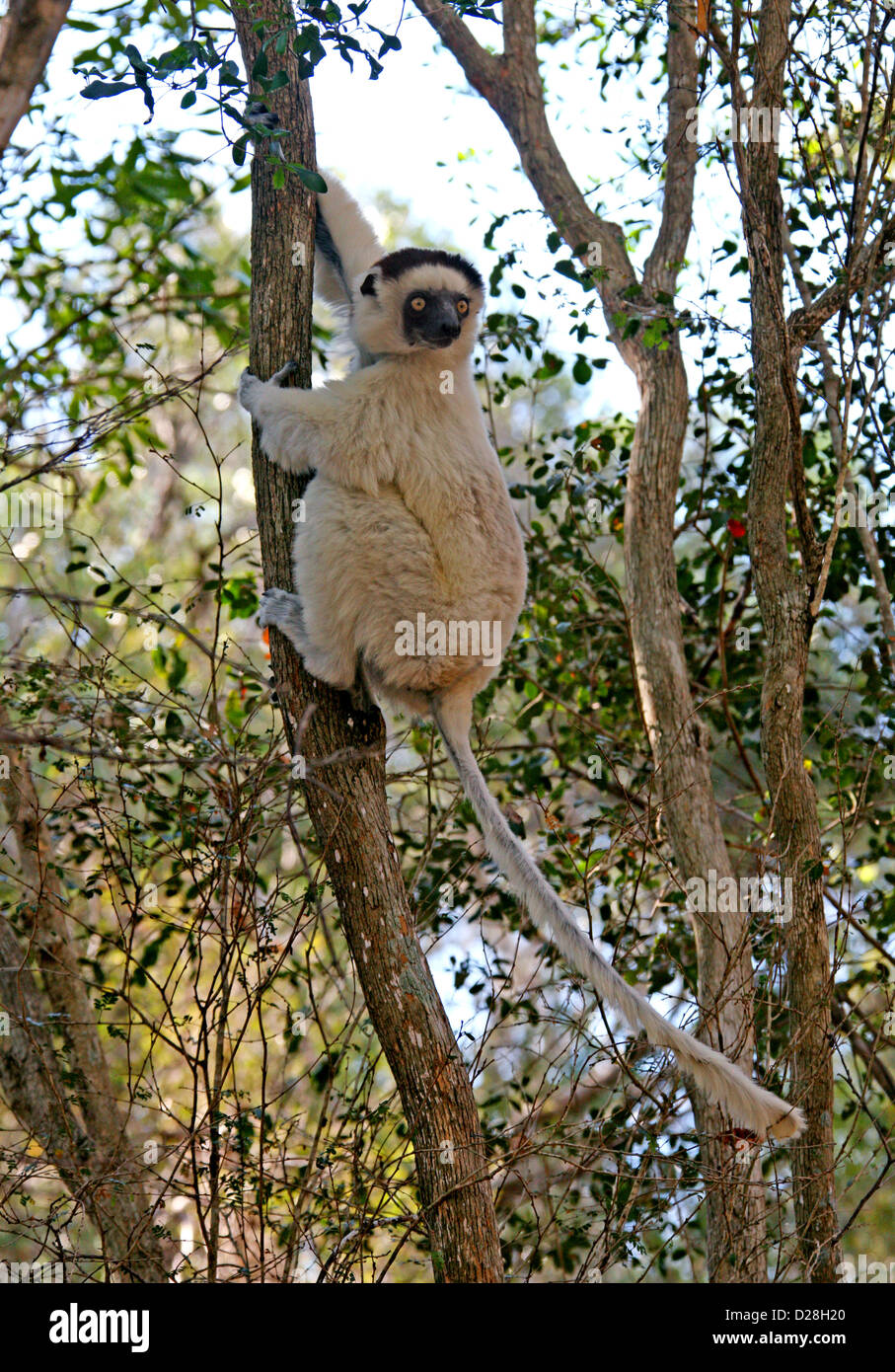 Verreaux's Sifaka, Propithecus verreauxi, Indriidae, Primates. Zombitse ...