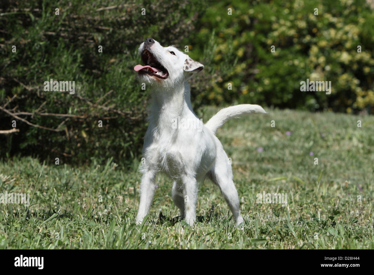 Reverend john russell hi-res stock photography and images - Alamy