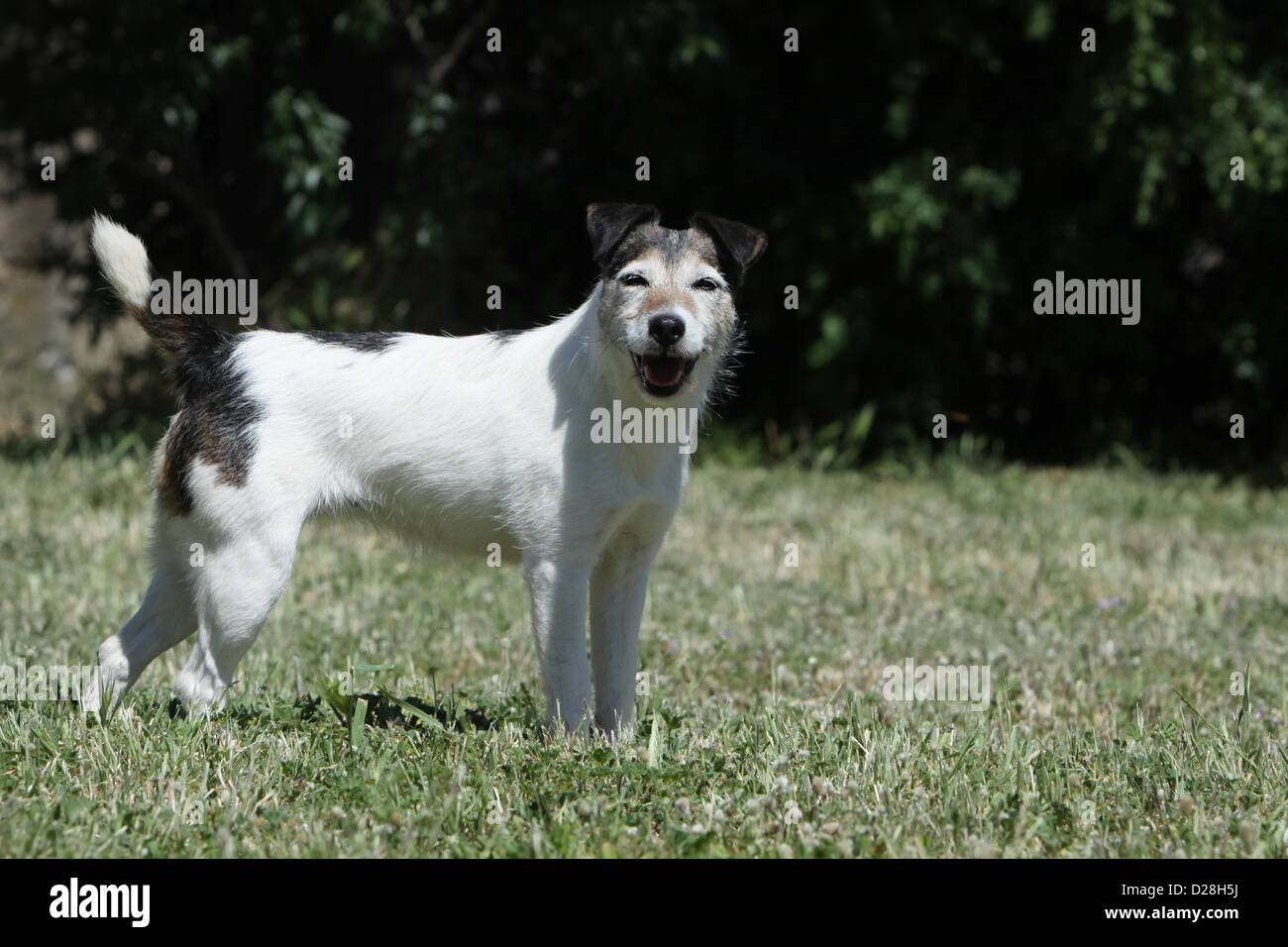 Reverend john russell hi-res stock photography and images - Alamy