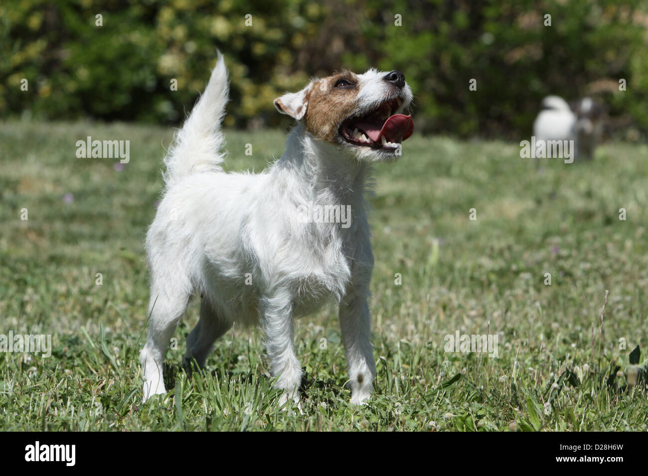 Reverend john russell hi-res stock photography and images - Alamy