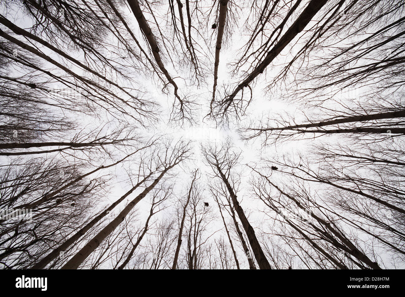 Beech forest in winter wide hi-res stock photography and images - Alamy