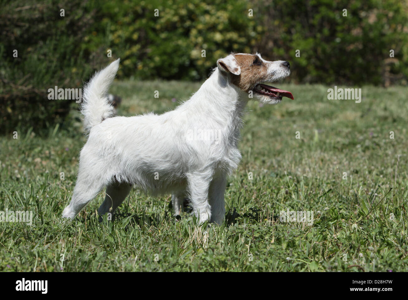Reverend john russell hi-res stock photography and images - Alamy