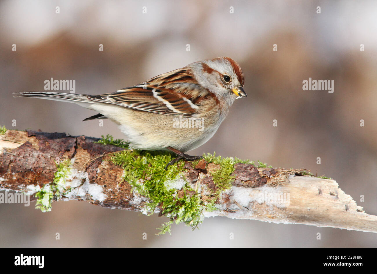 American tree sparrow in the winter Stock Photo - Alamy