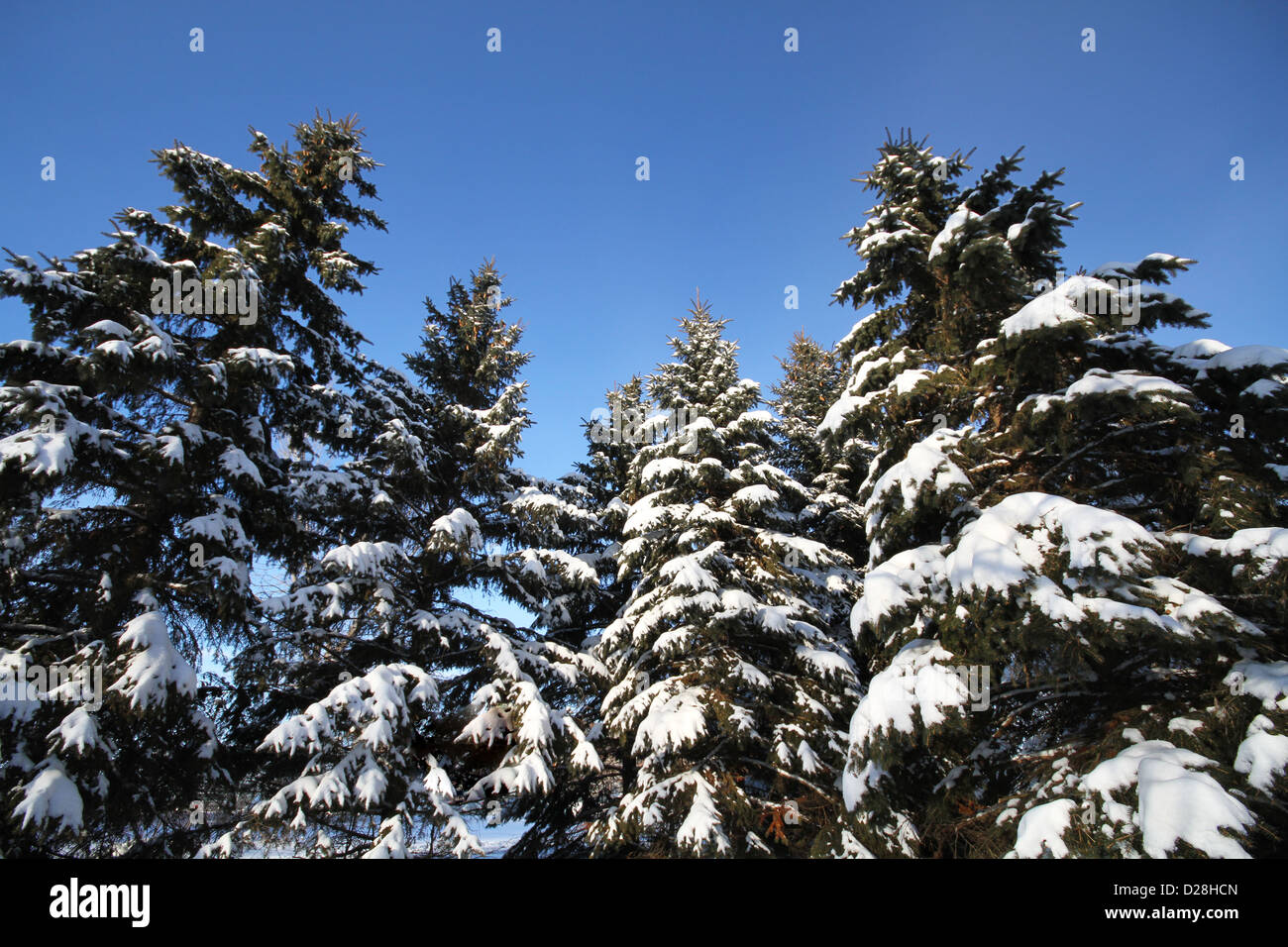 Canadian winter landscape with Fir (Abies) forest Stock Photo - Alamy