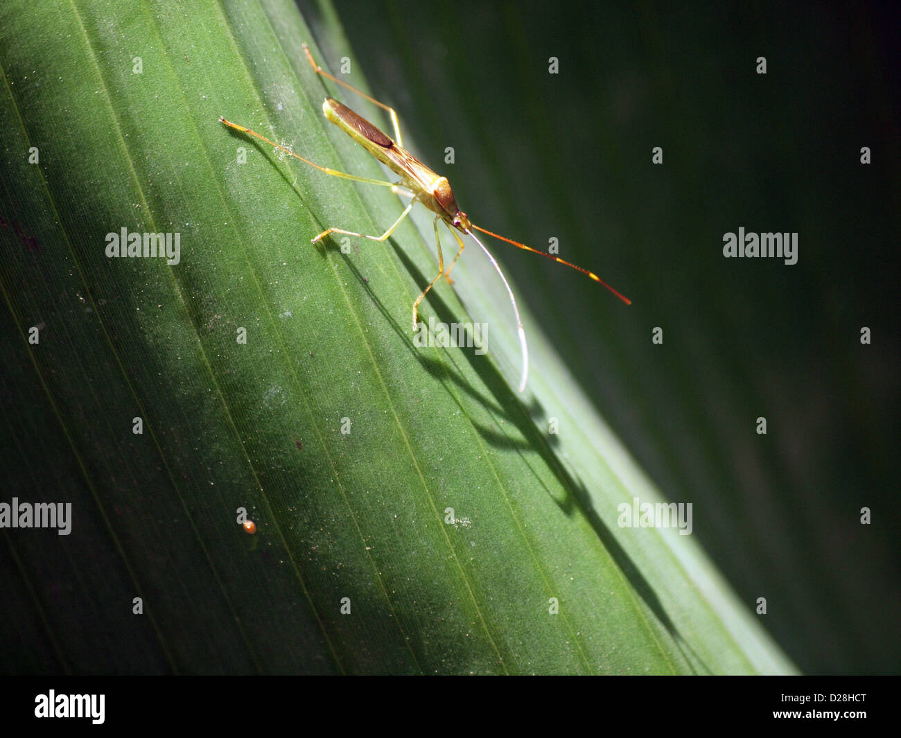 A bug insect basks on a leaf tip in the sunshine in Sri Lanka casting ...