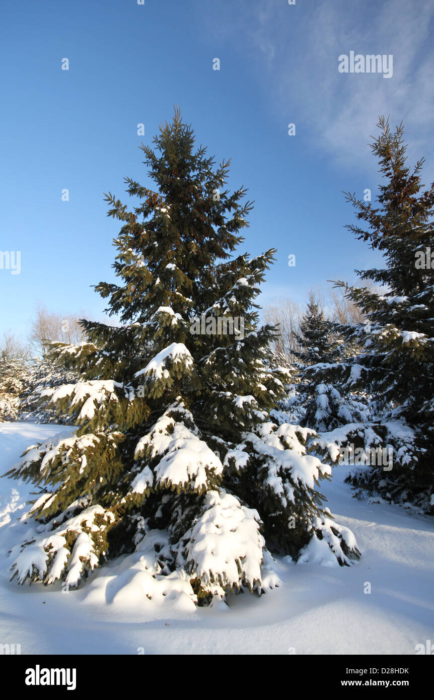Canadian winter landscape with Fir (Abies) forest Stock Photo - Alamy