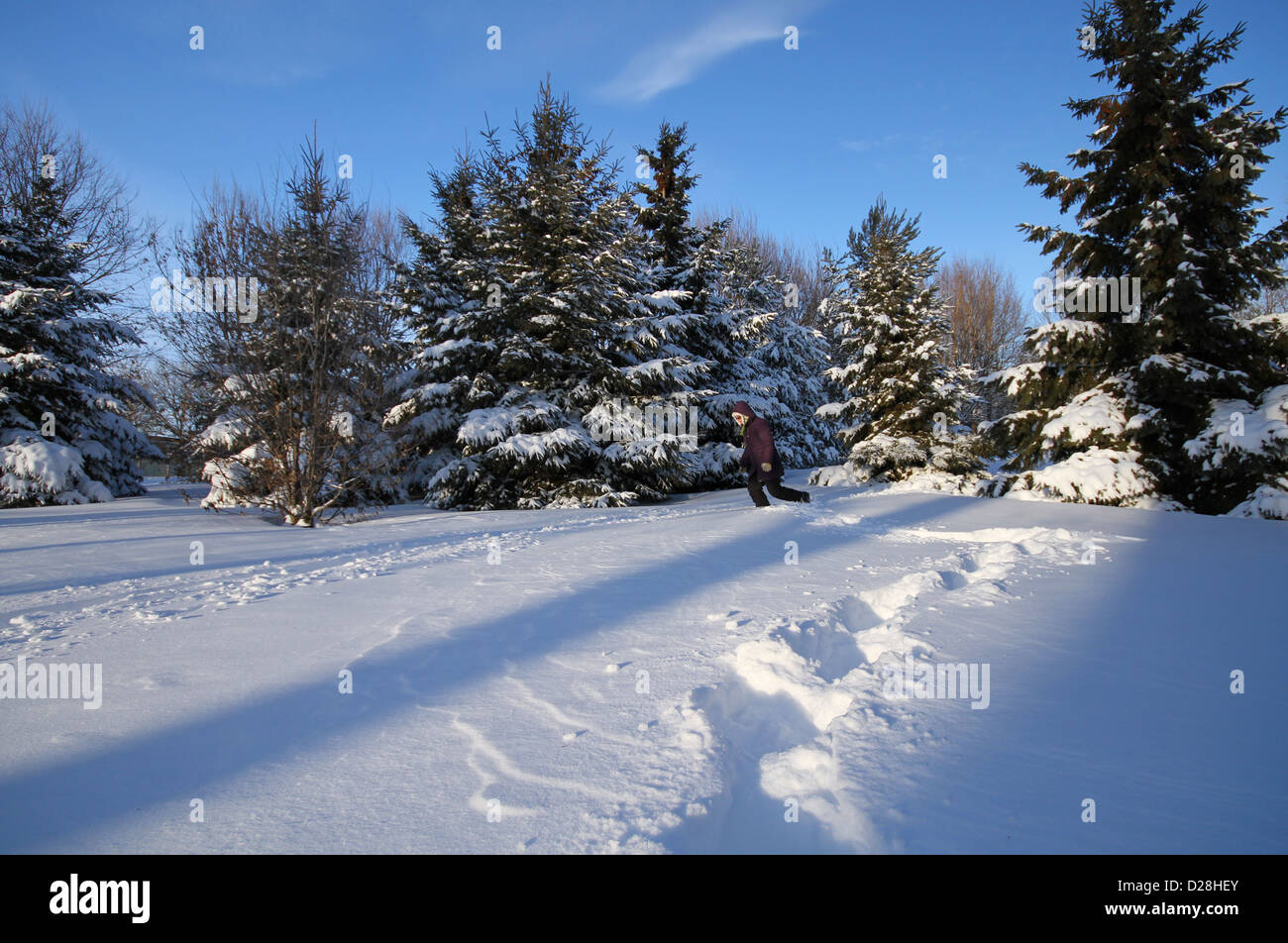 Canadian winter landscape with Fir (Abies) forest Stock Photo - Alamy