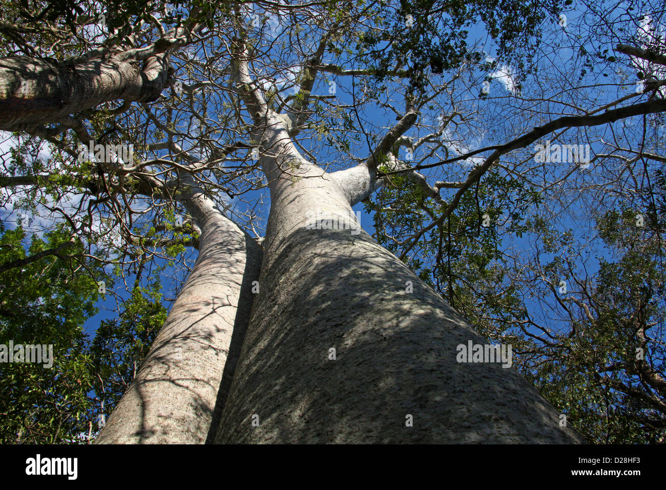 Madagascan Baobab Tree, Adansonia madagascariensis, Bombacoideae ...