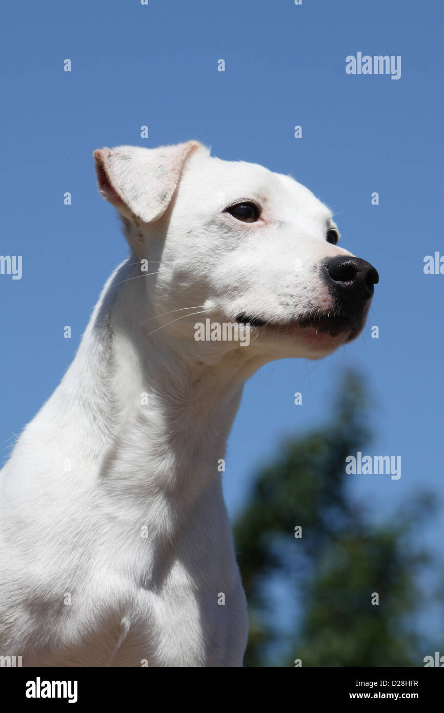 Smooth Coat Jack Russell Terrier High Resolution Stock Photography and ...