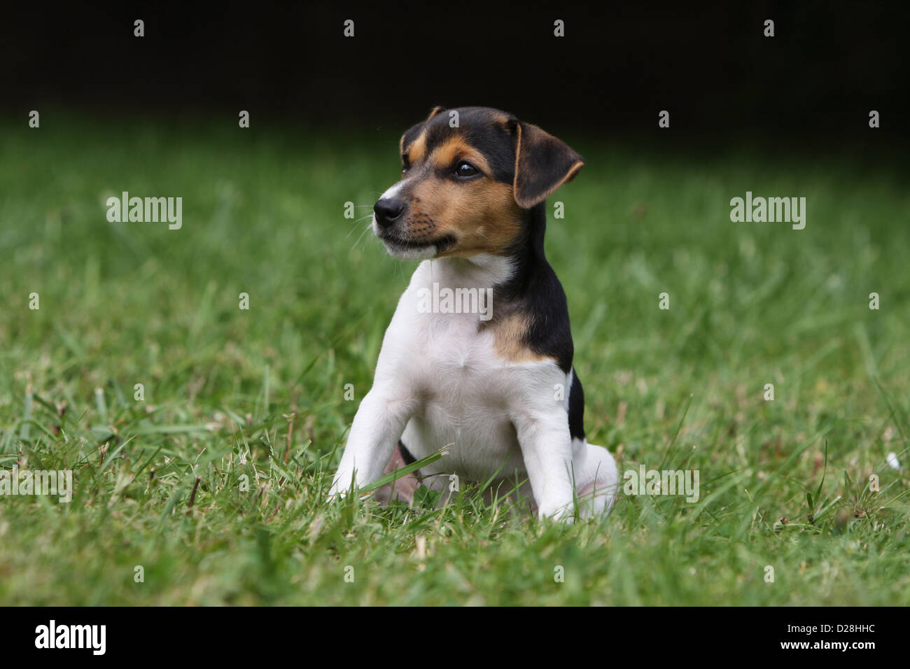 Dog Parson Russell Terrier puppy Stock Photo - Alamy