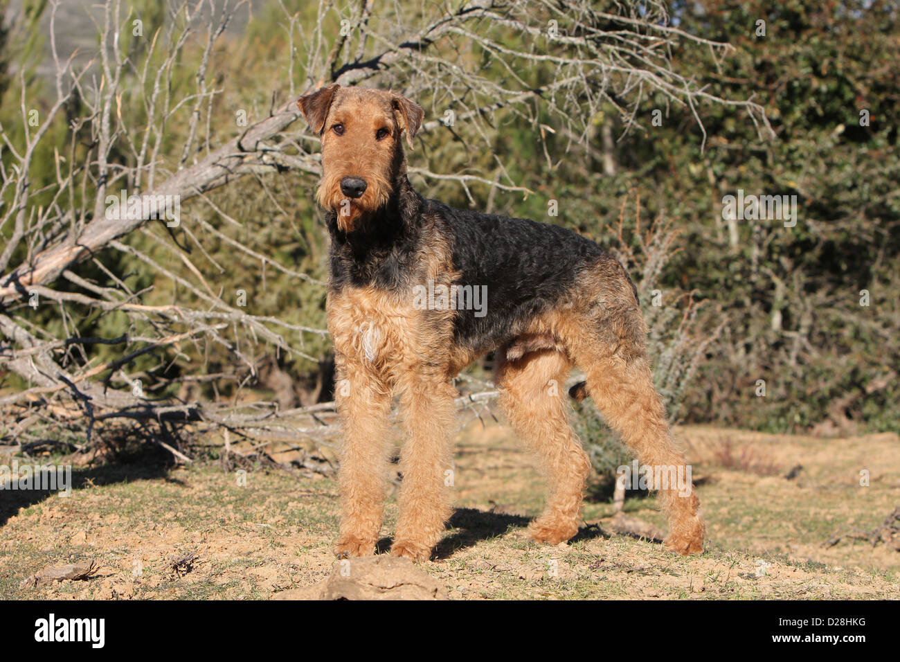 Dog Airedale Terrier / Waterside Terrier adult standing profile Stock ...