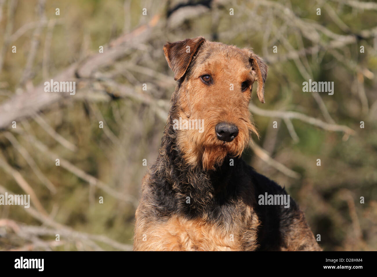 Grizzle and tan hi-res stock photography and images - Alamy
