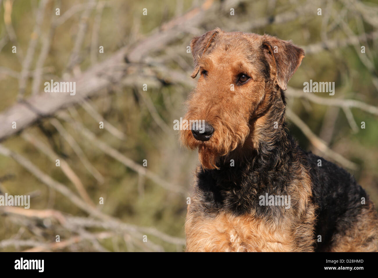 Dog Airedale Terrier / Waterside Terrier adult portrait profile Stock ...