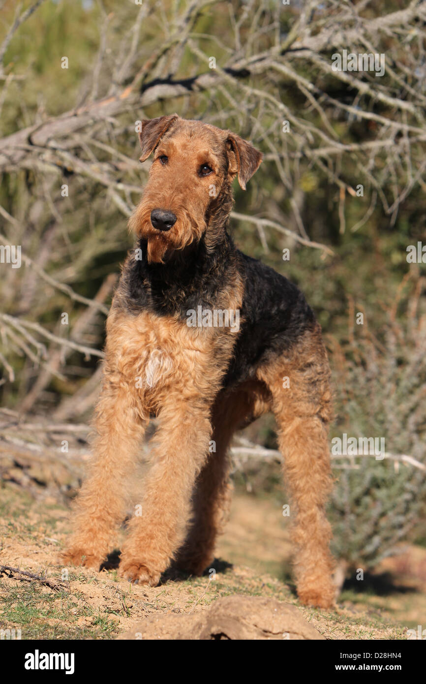 Dog Airedale Terrier / Waterside Terrier adult standing Stock Photo - Alamy