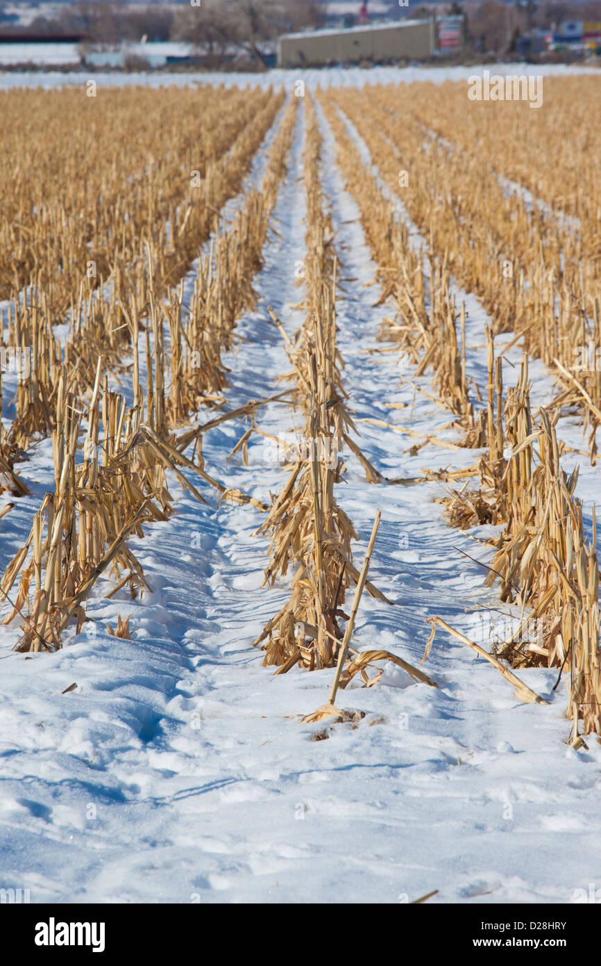 American montrose hi-res stock photography and images - Alamy