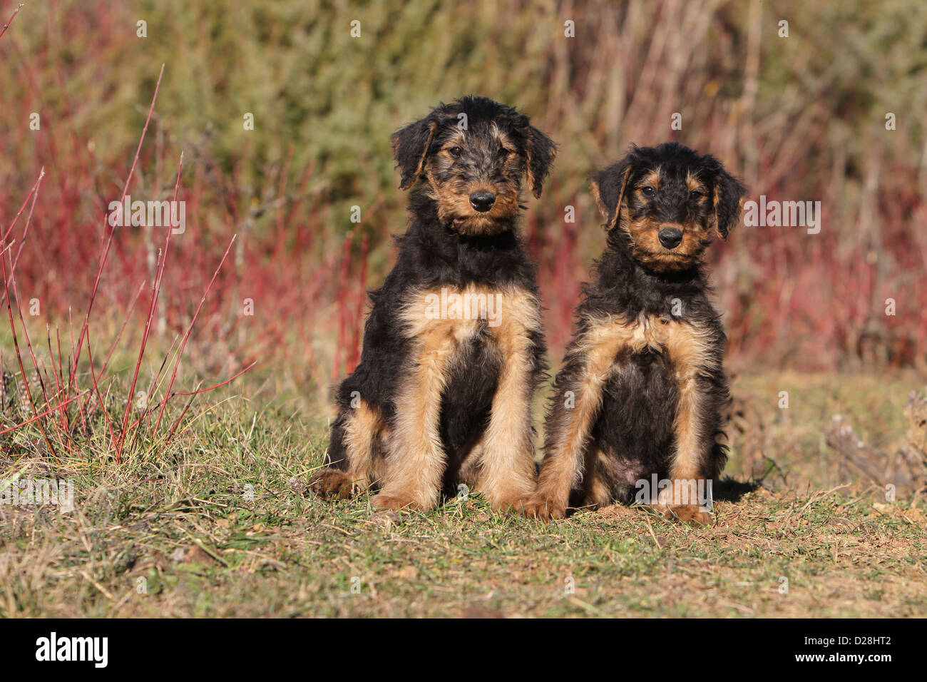 Baby airedale terrier hi-res stock photography and images - Alamy