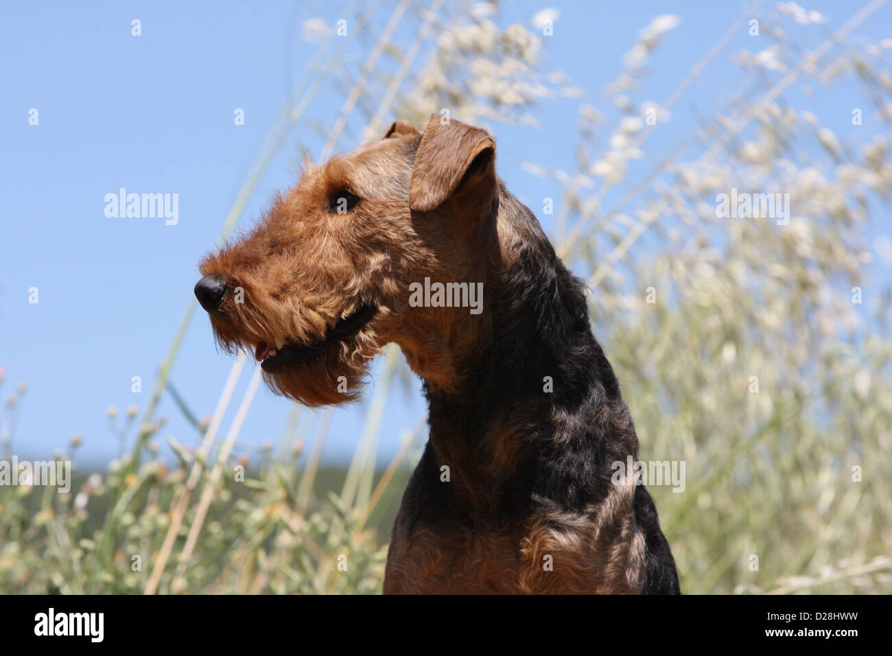 Airdale terrier head portrait hi-res stock photography and images - Alamy