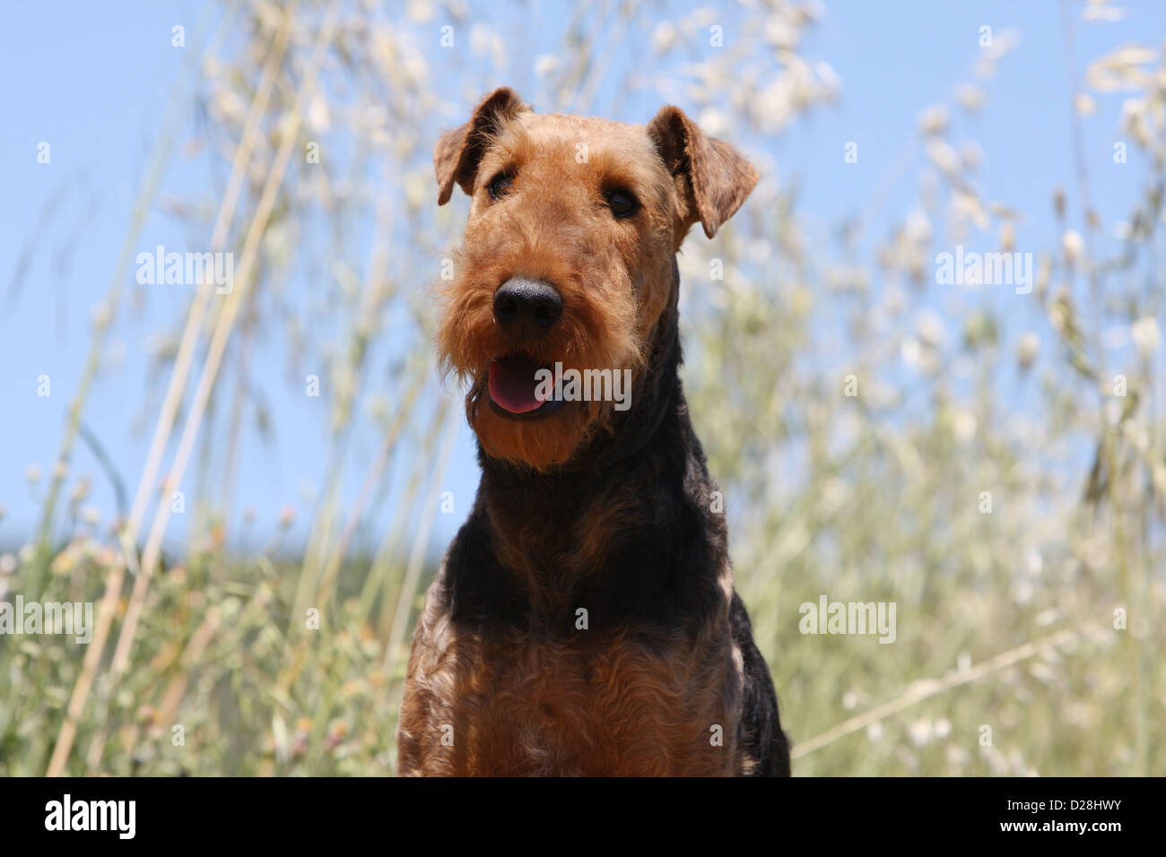 Airdale terrier head portrait hi-res stock photography and images - Alamy