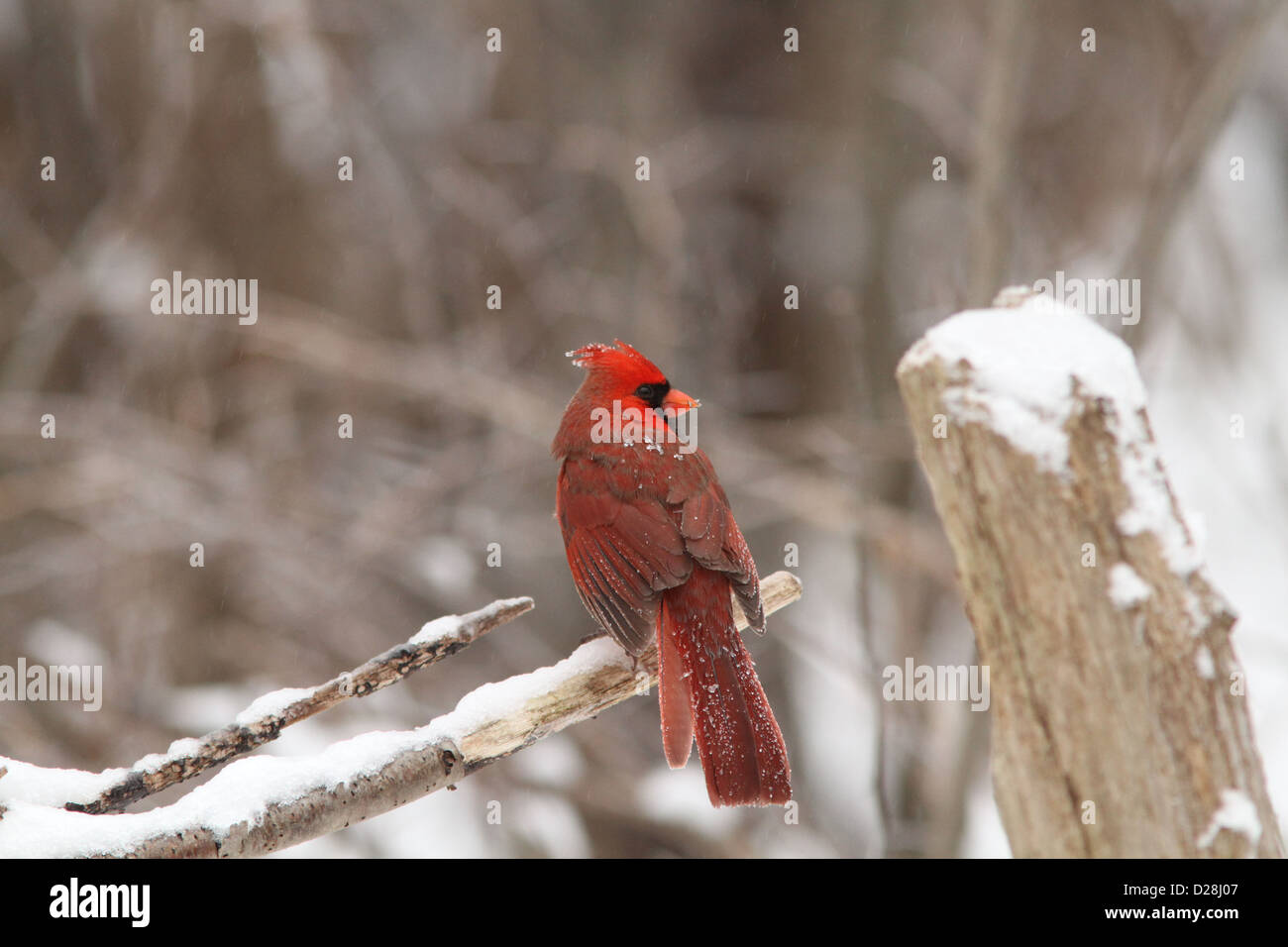 Masked cardinal hi-res stock photography and images - Alamy