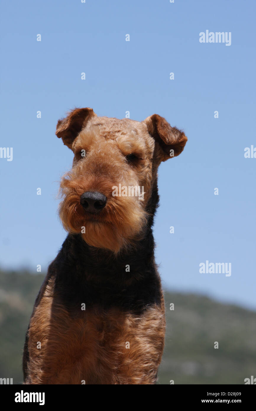 Airdale terrier head portrait hi-res stock photography and images - Alamy