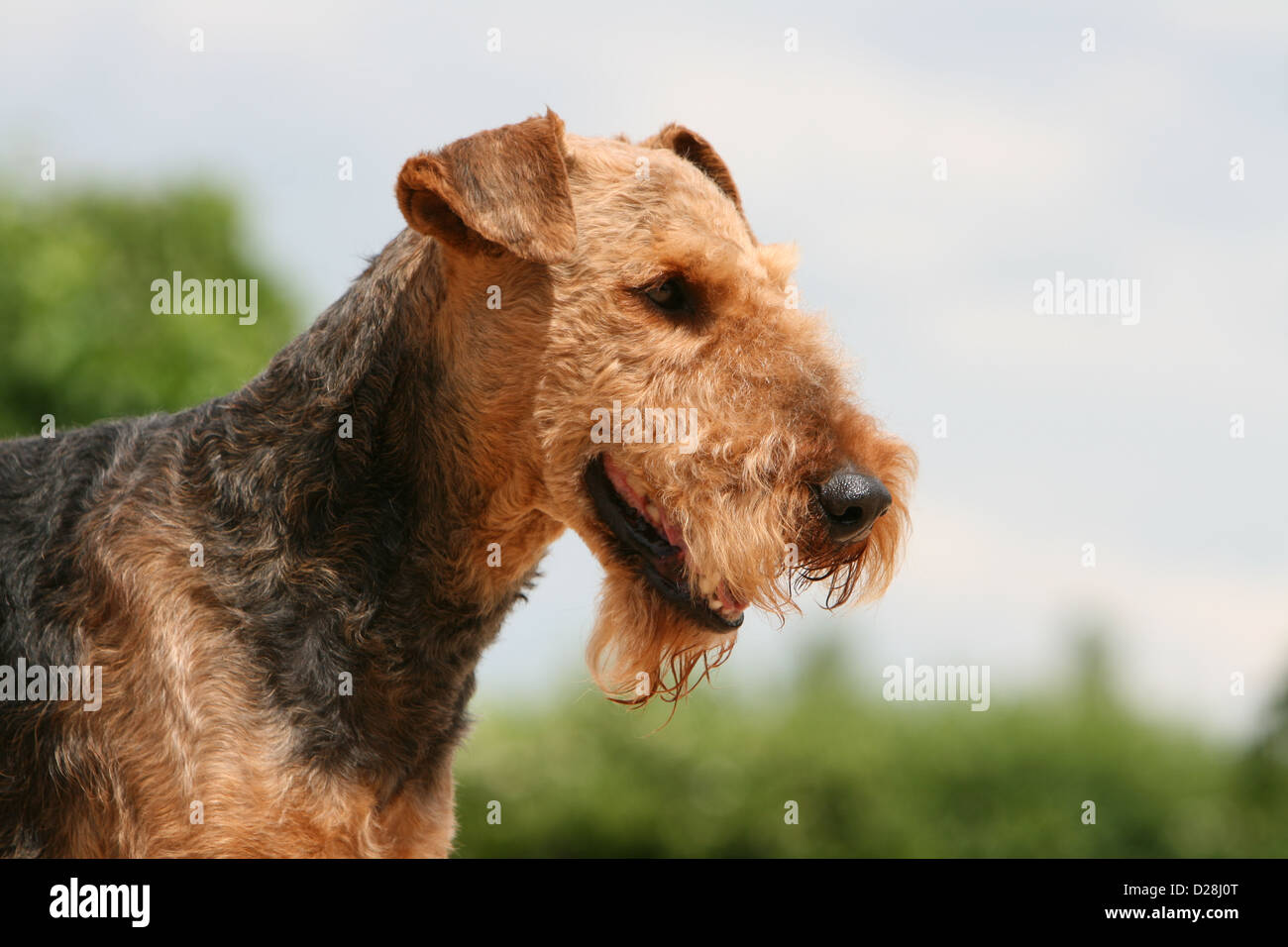 Airdale terrier head portrait hi-res stock photography and images - Alamy