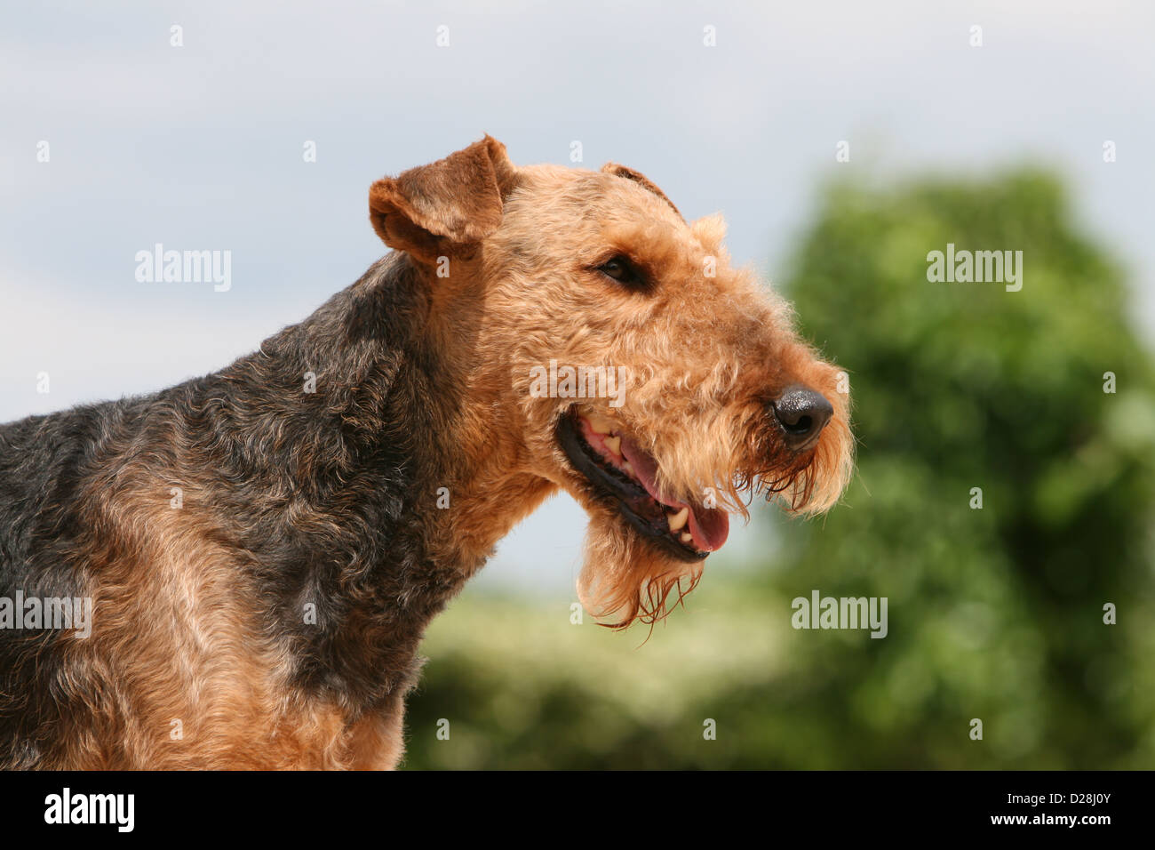 Airdale terrier head portrait hi-res stock photography and images - Alamy