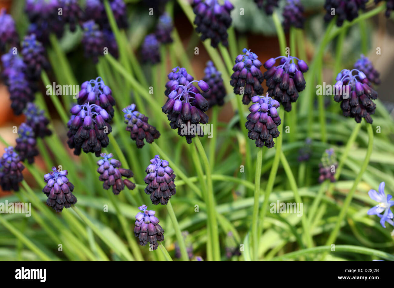 Greek Grape Hyacinth, Muscari commutatum, Hyacinthaceae Stock Photo - Alamy