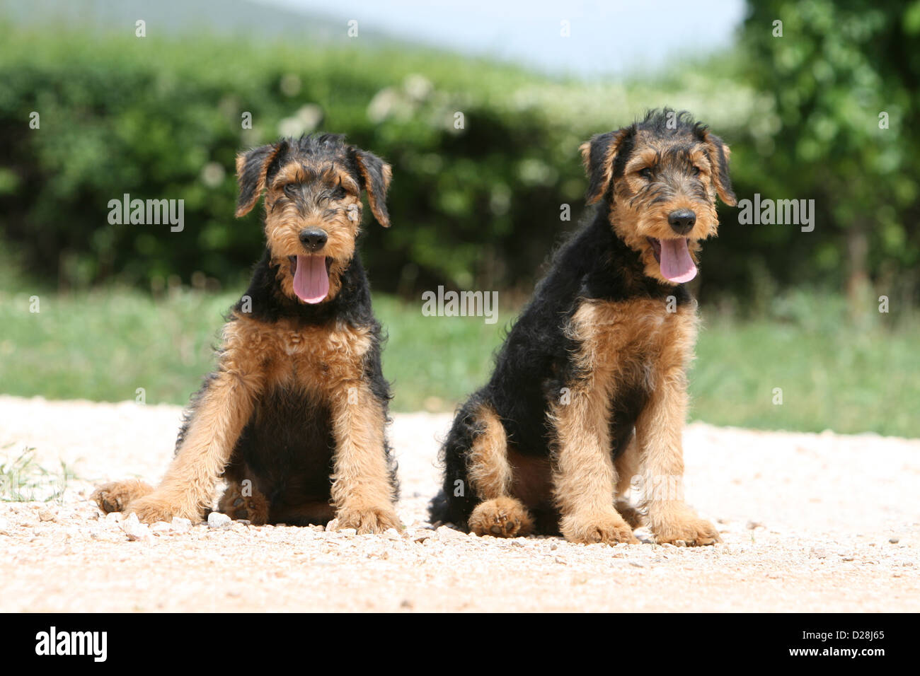 Baby airedale terrier hi-res stock photography and images - Alamy