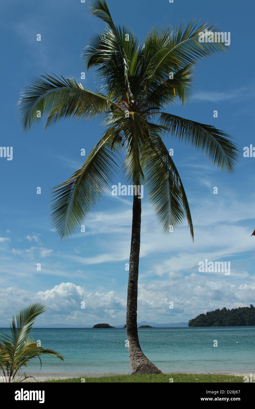 Tree heaven paradise beach hi-res stock photography and images - Alamy