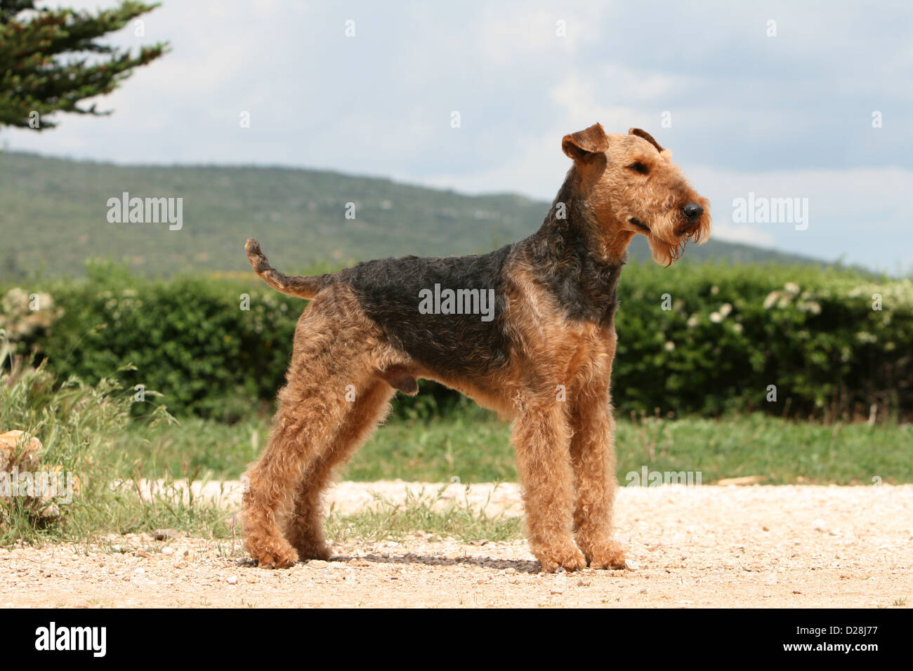 Dog Airedale Terrier / Waterside Terrier adult standard profile Stock ...