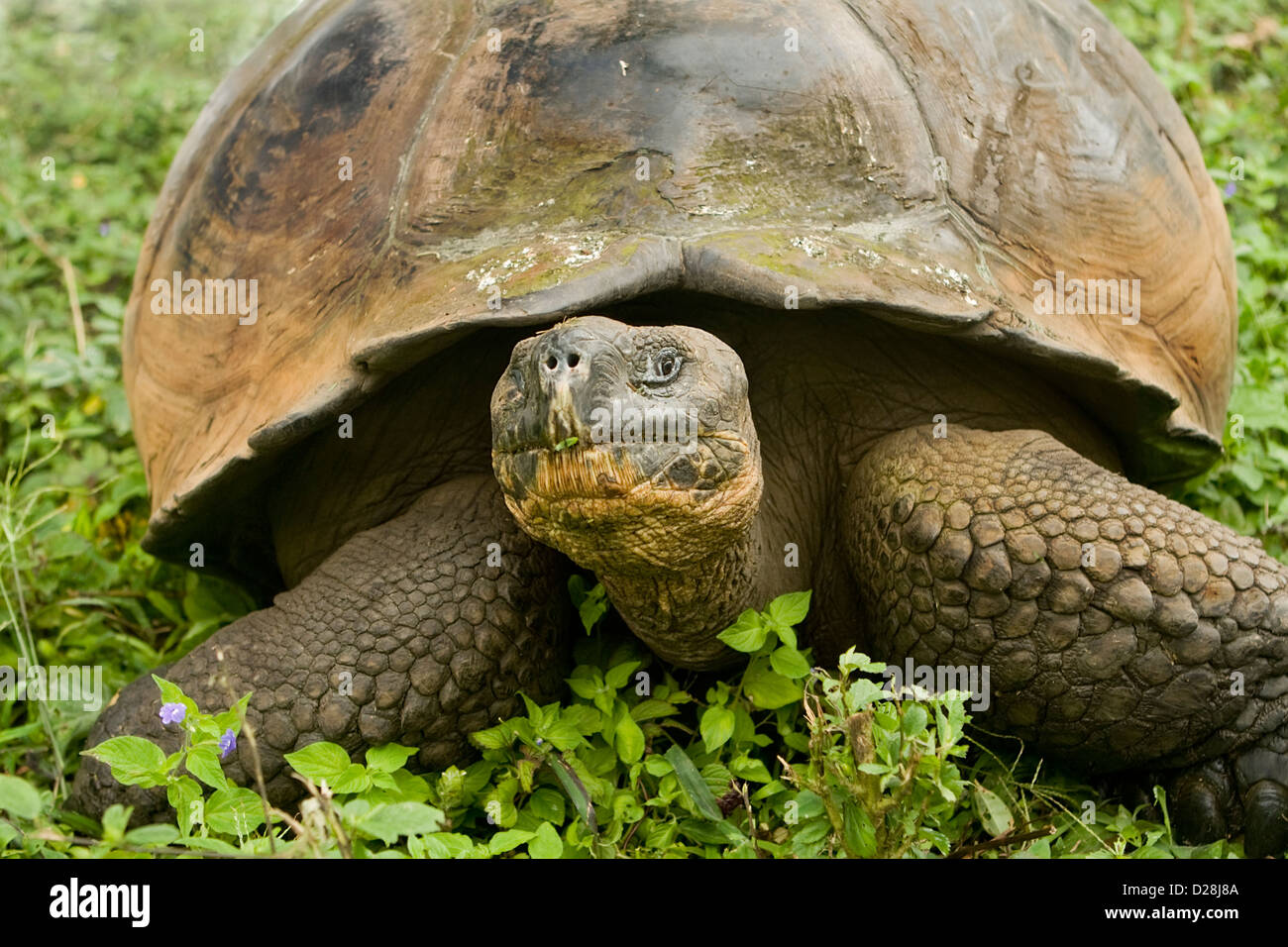 Giant Galapagos Tortoise Galapagos Islands Stock Photo - Alamy