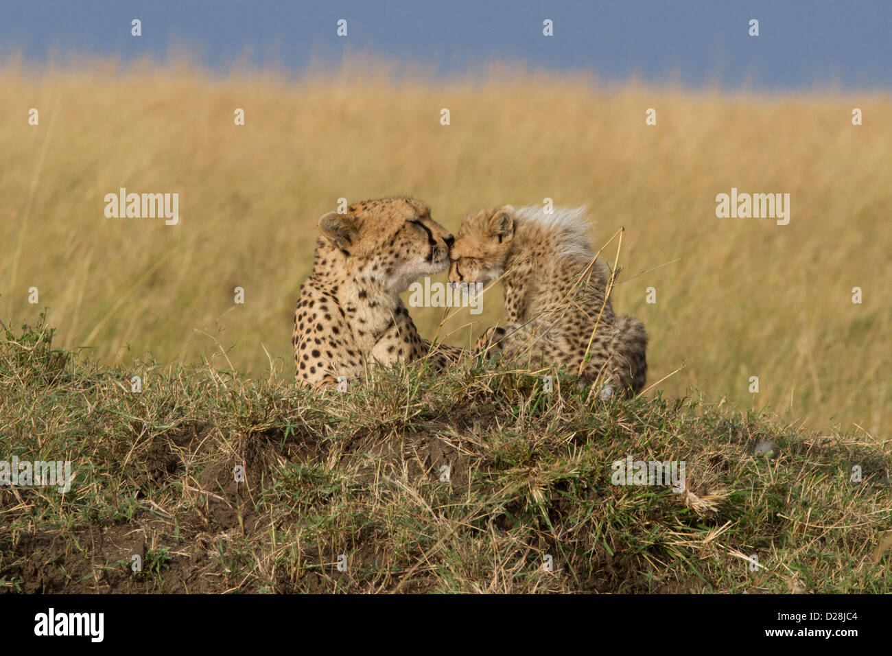 Cheetahs In Love