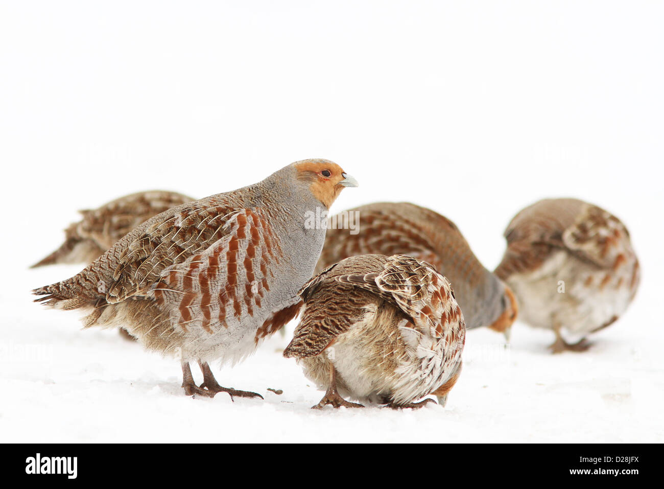 Female partridge Cut Out Stock Images & Pictures - Alamy