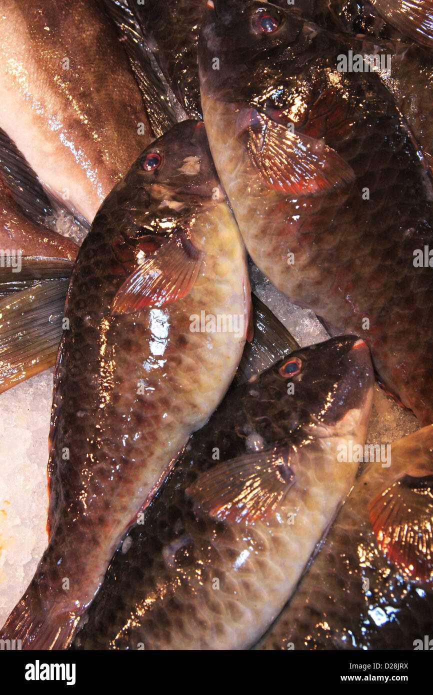 canarian fish called Vieja Stock Photo - Alamy