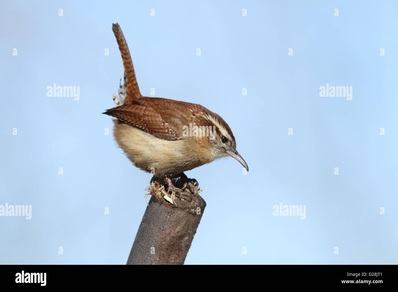 Detailed Carolina Wren bird isolated on uniform background Stock Photo ...