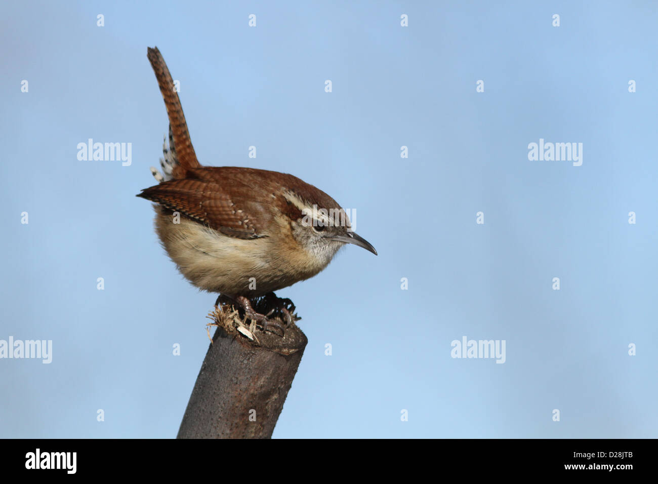 Carolina wren song bird hi-res stock photography and images - Alamy
