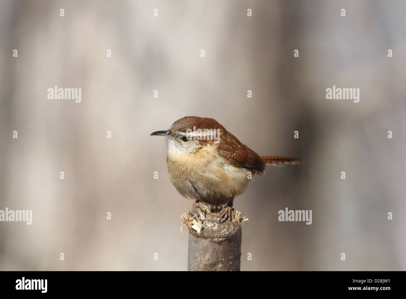 Carolina wren song bird hi-res stock photography and images - Alamy