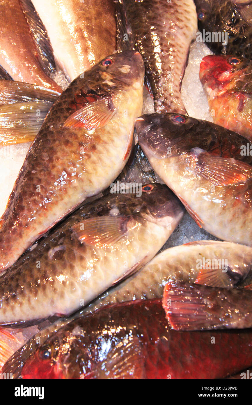 canarian fish called Vieja Stock Photo - Alamy