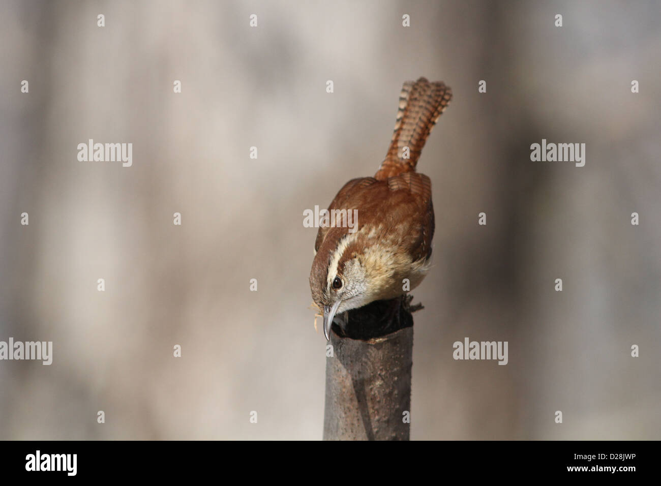 Detailed Carolina Wren bird isolated on uniform background Stock Photo ...
