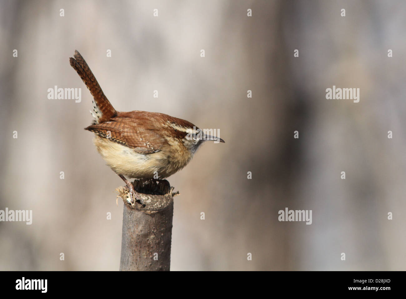 Carolina wren song bird hi-res stock photography and images - Alamy