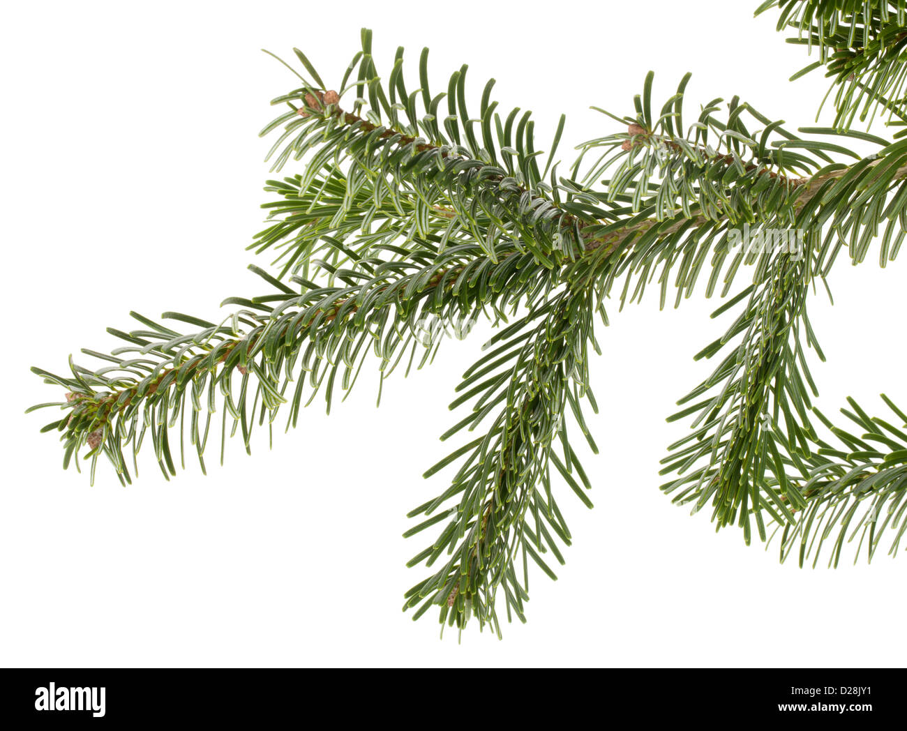 Fir tree branch. Isolated on white background Stock Photo - Alamy