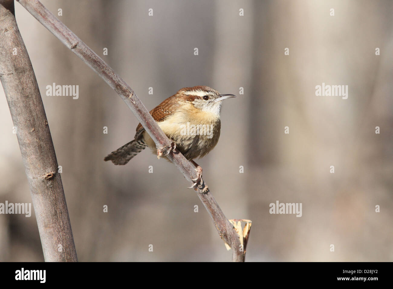 Detailed Carolina Wren bird isolated on uniform background Stock Photo ...