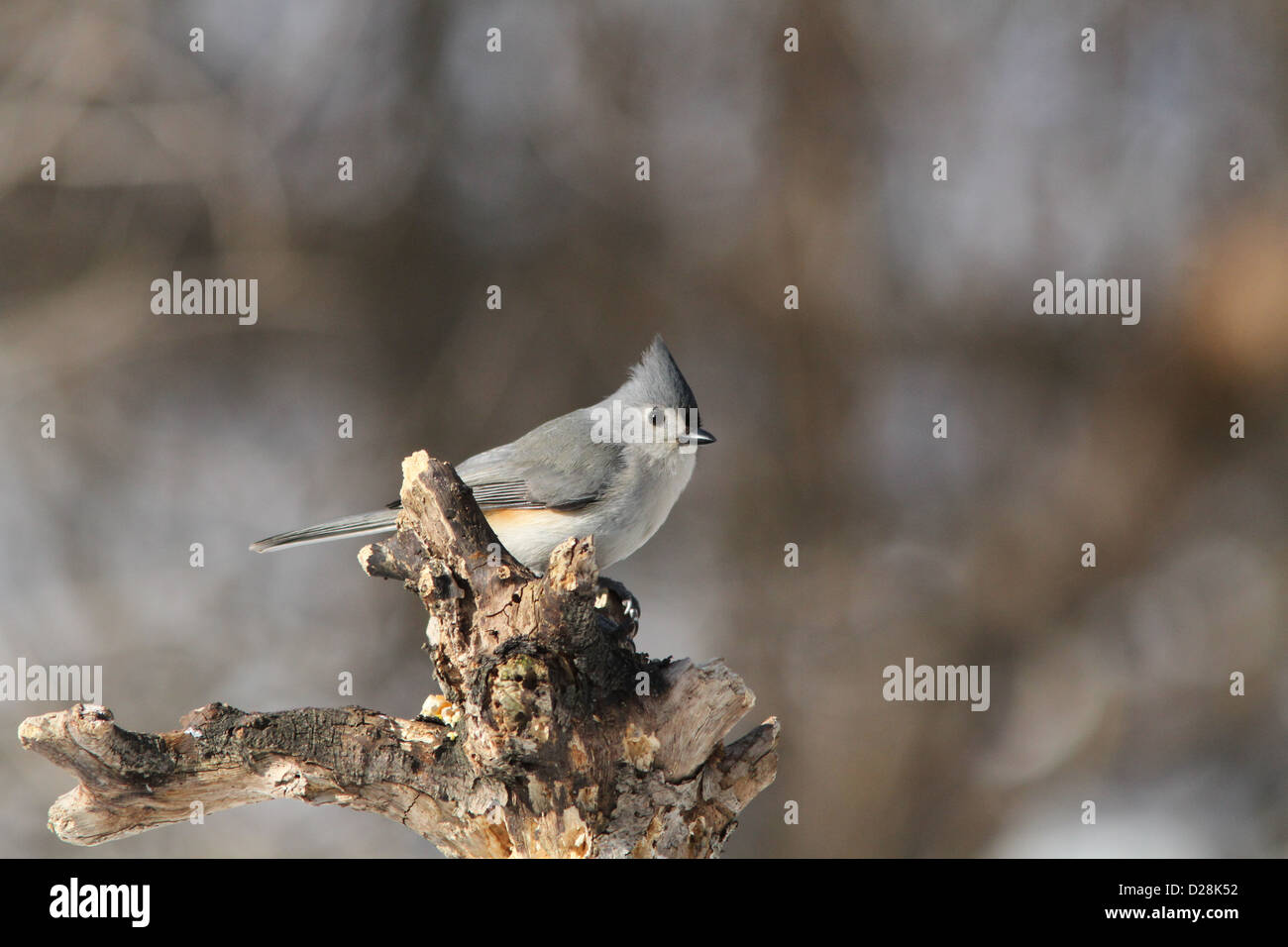 Tufted Titmouse (Baeolophus bicolor) in winter Stock Photo - Alamy