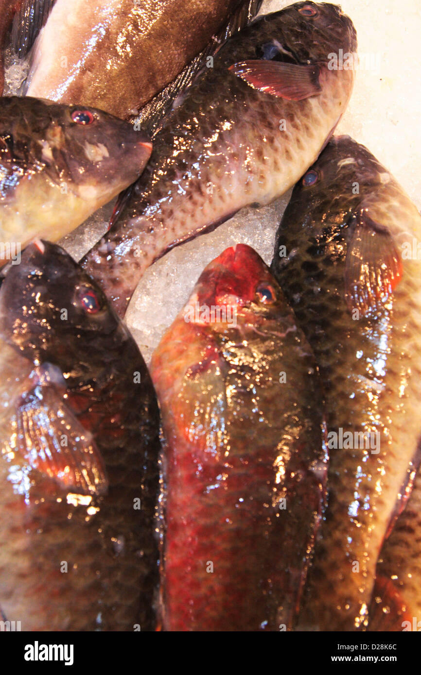 canarian fish called Vieja Stock Photo - Alamy