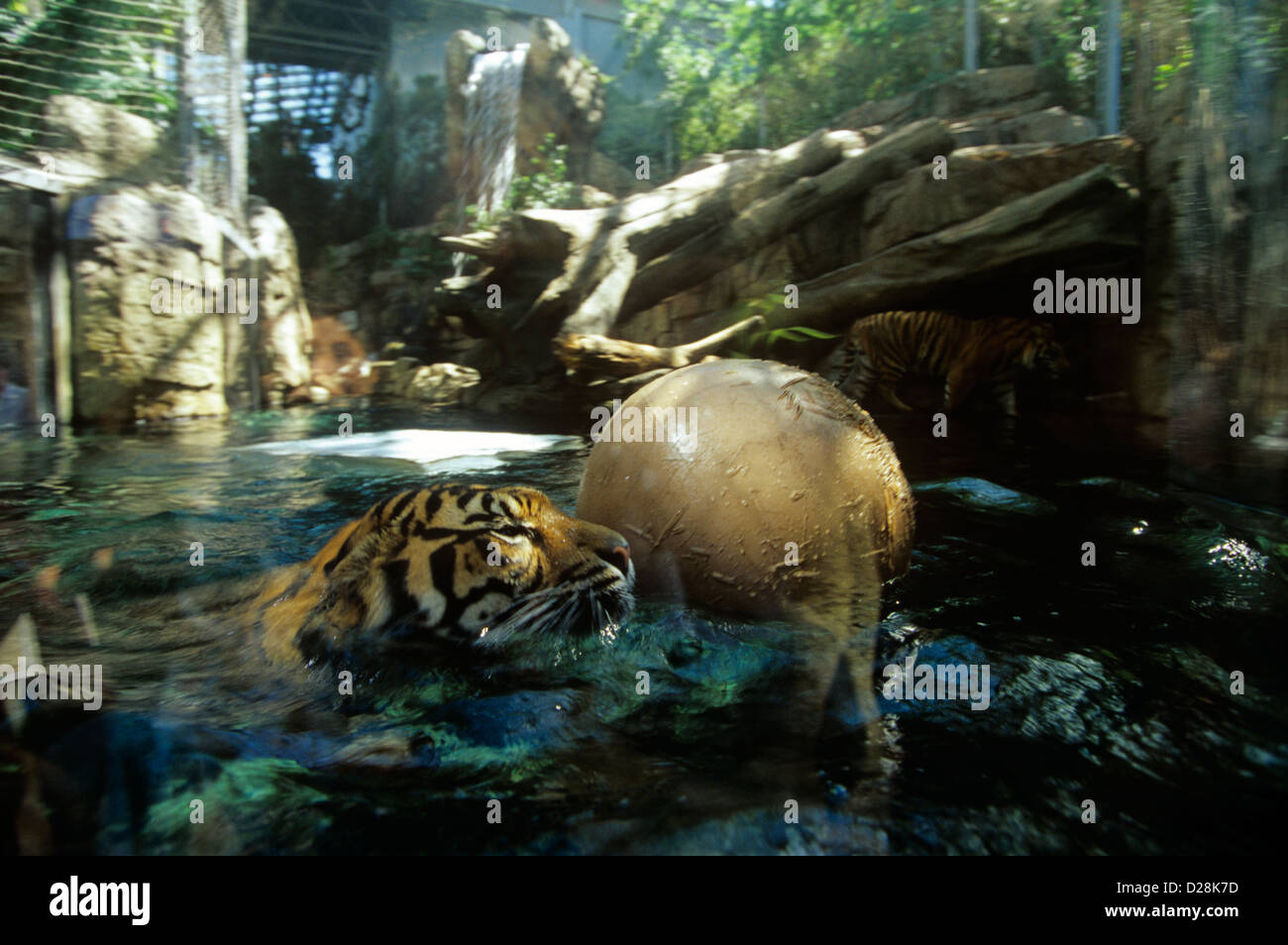 Sumatran tigers frolic with beach ball in plastic-encased pool at ...
