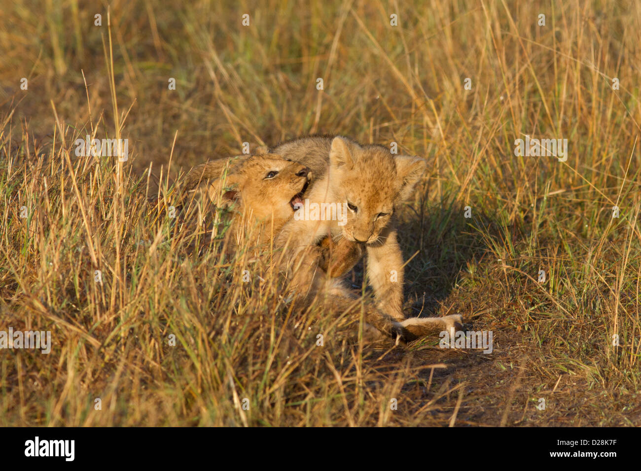 Two lion cubs (Panthera Leo) playing the grasslands of Masai Mara Kenya Stock Photo - Alamy