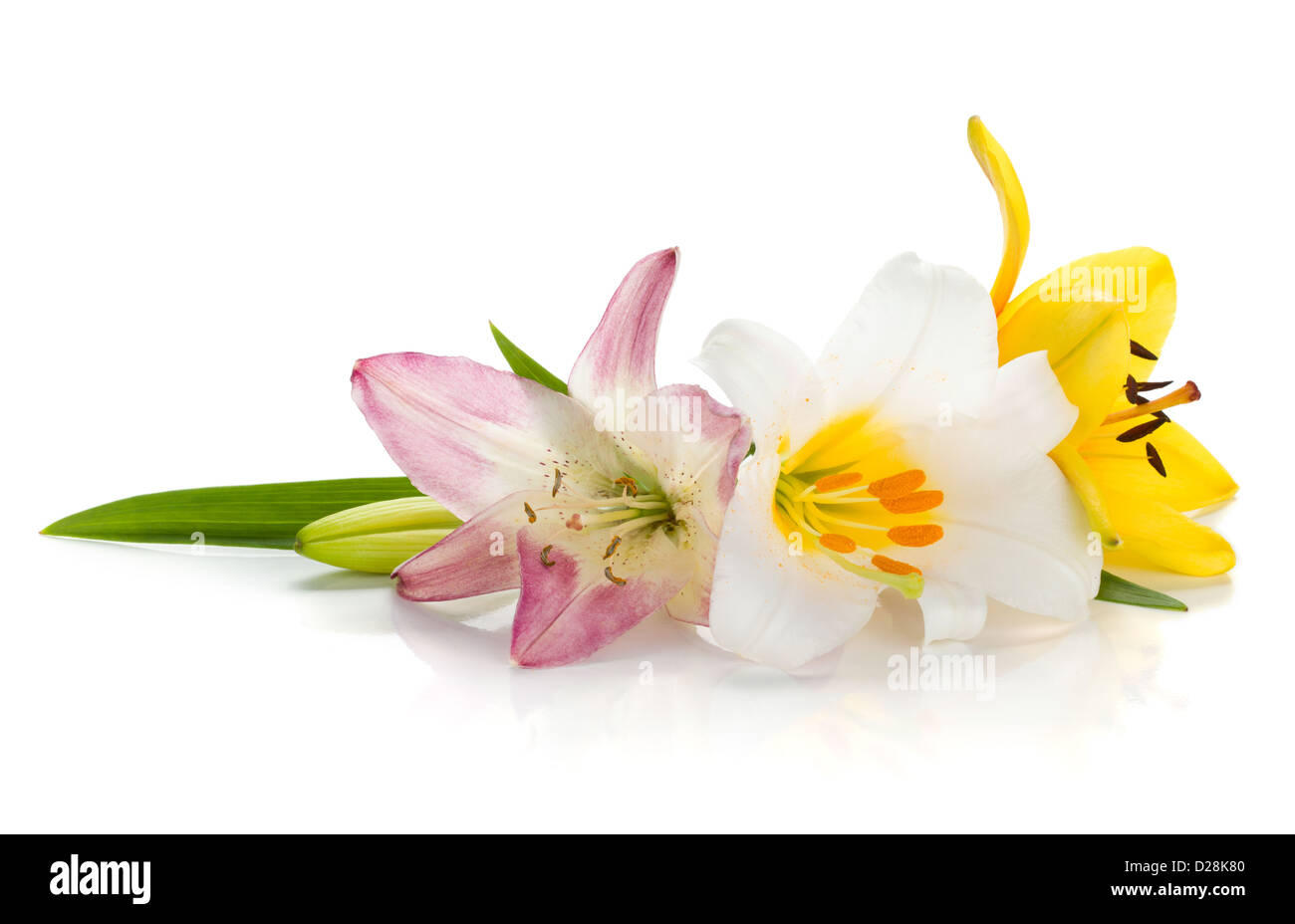 Three colored lily. Isolated on white background Stock Photo - Alamy